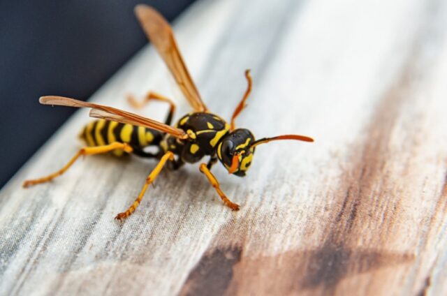How to Identify a Queen Wasp - Inspired Homes