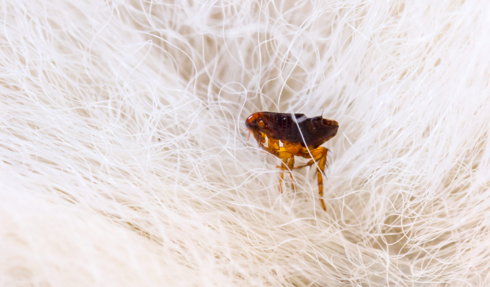 What Are the Signs of a Flea Infestation in Your Home? - Inspired Homes